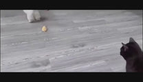 Cat Toys That Move | Fun Interactive Cat Toy with Random Movements ...