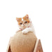 Creative Cat Scratcher - Rolling Cat Scratching Toy – Meowgicians™