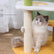 Perfectly Dreamy Cloud Cat Tree | Moon and Stars 4-Layer Cat Tree ...