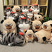 Rule the Cat Kingdom with Our Royal Plushie Cat | The Emperor Cat ...