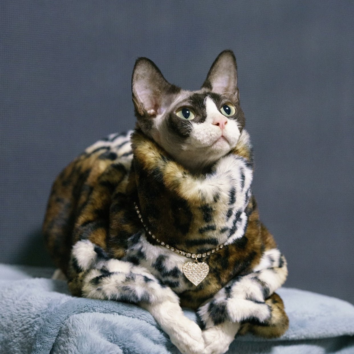 The Meow Boss' | Be Extra with Our Luxury Designer Cat Clothes ...